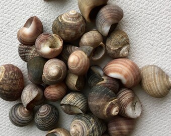 Snail shells | Etsy