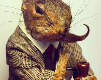 Taxidermy squirrel | Etsy