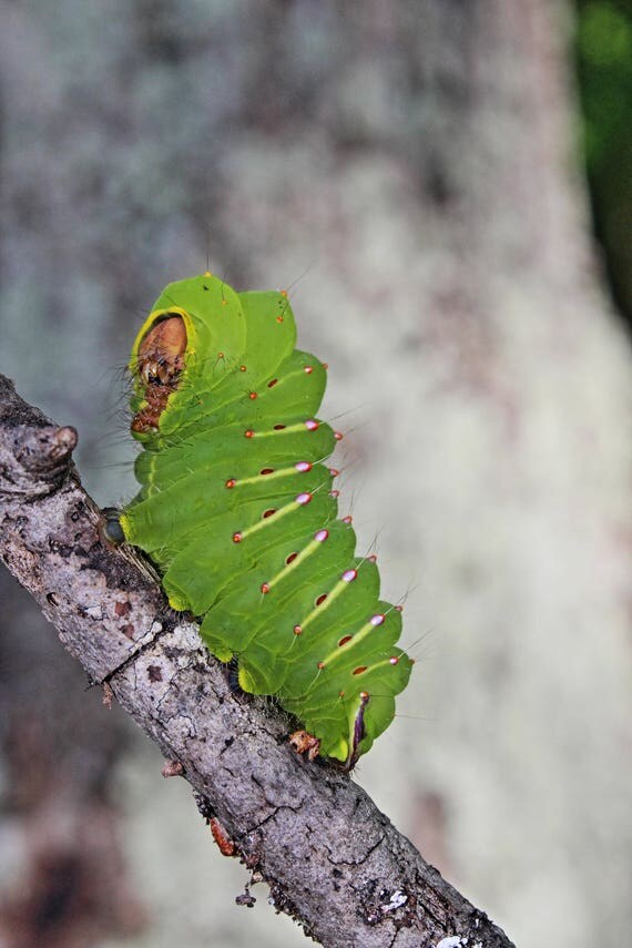 Can You Buy Luna Moth Caterpillars at Genevieve Tarrant blog