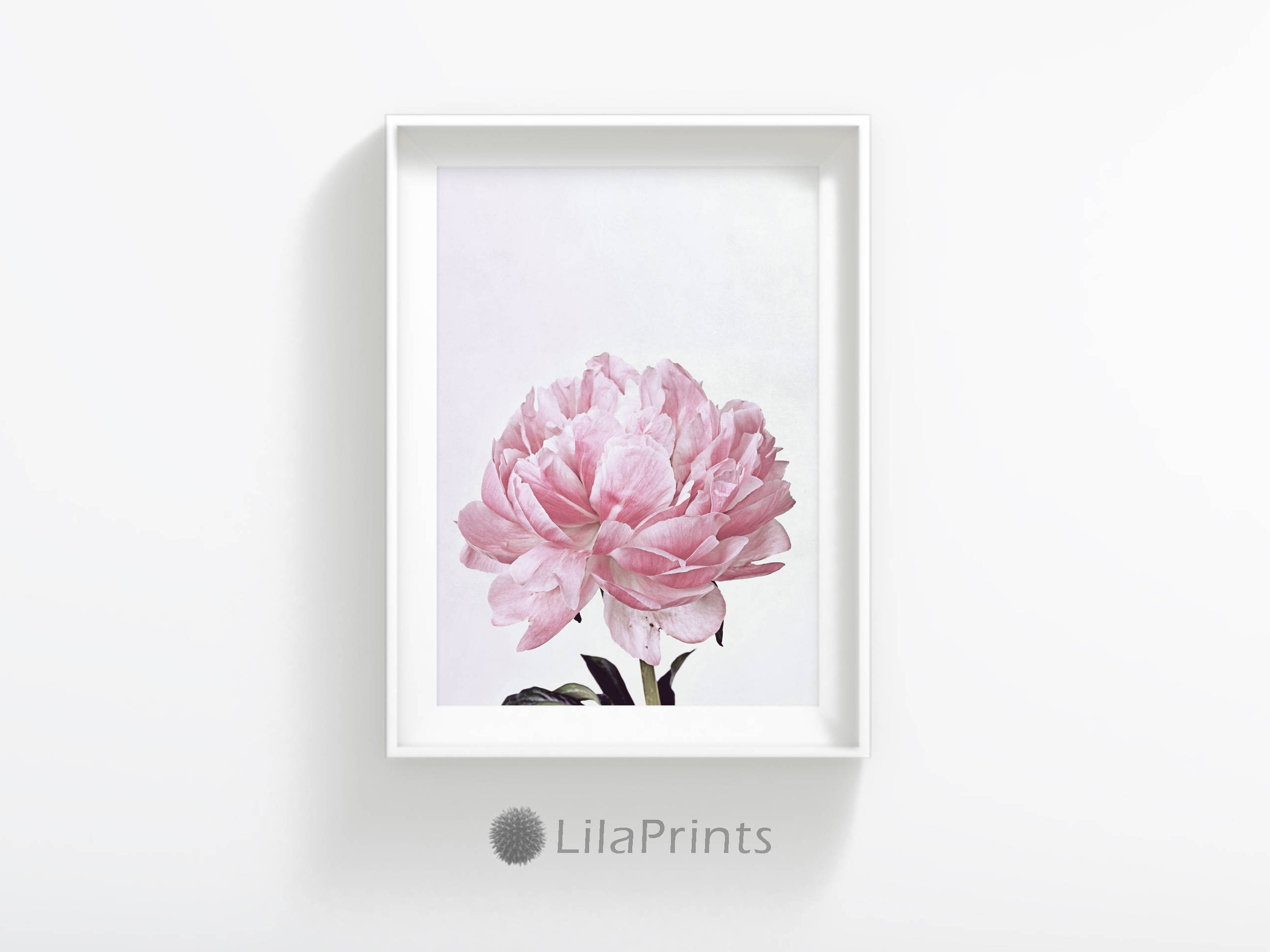 Peony Flowers Pink Peony Print Blush Flower Prints Pastel
