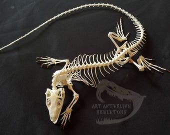 Taxidermy lizards | Etsy