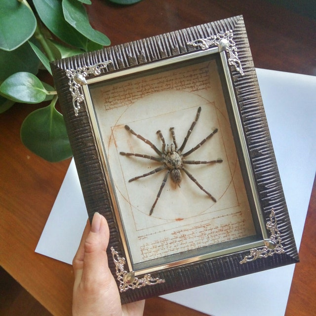 Real framed spiders and insects by TarantulaBox on Etsy