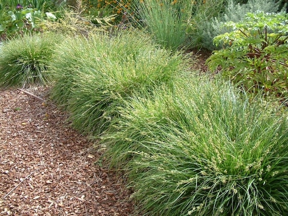 Berkeley Sedge Aka Carex Tumulicola Divulsa Live Plant Fit 1