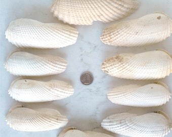 Angel wing shell | Etsy