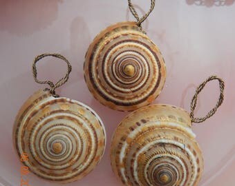 Snail shells | Etsy