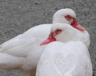 Vintage 1970's Fly United Hippie Poster Airline Geese