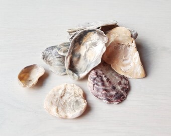 Natural sea shells | Etsy