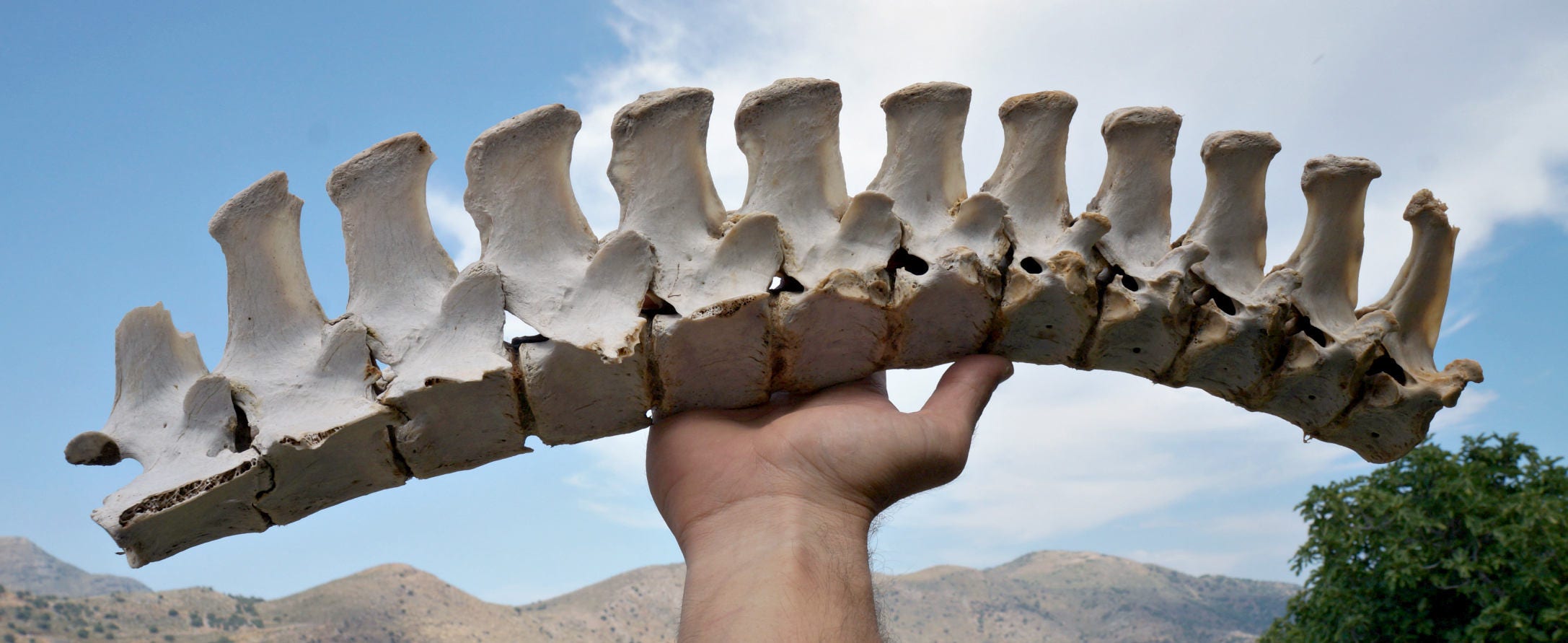 Huge Horse Spine Real Animal Spine Animal Skeleton