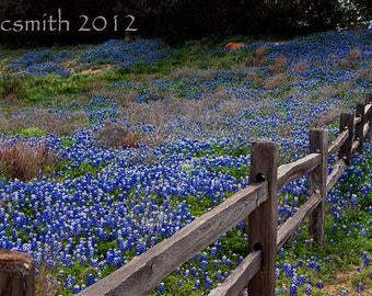 Bluebonnet decor | Etsy