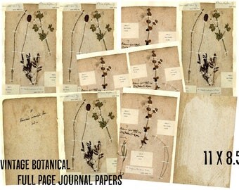 Vintage Botanical Journal Pages 1 Vintage Flowers Junk