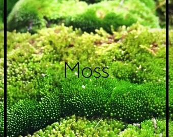 Moss decor | Etsy
