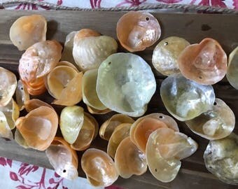 Jingle shells | Etsy