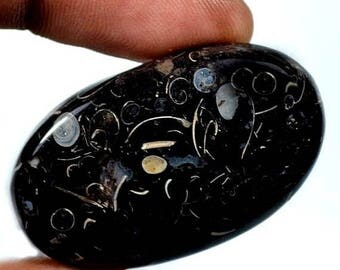 35mm AAA Colus Fossil agate cabochon drop shape chalcedony