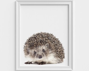 Hedgehog poster | Etsy