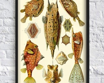 Fish poster | Etsy