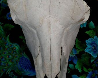 Animal skull art | Etsy