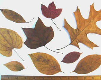 Pressed leaves | Etsy