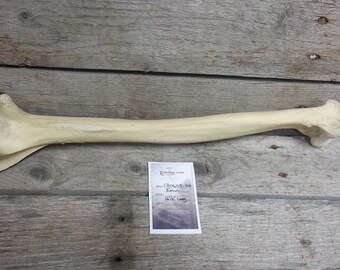 Mixed Beaver Claw Bones Real Bones Undrilled 15 Assorted