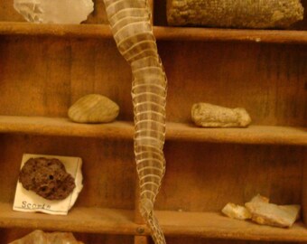 Snake sheds | Etsy