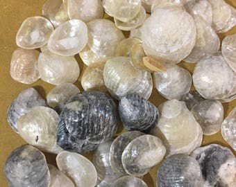 Jingle shells | Etsy