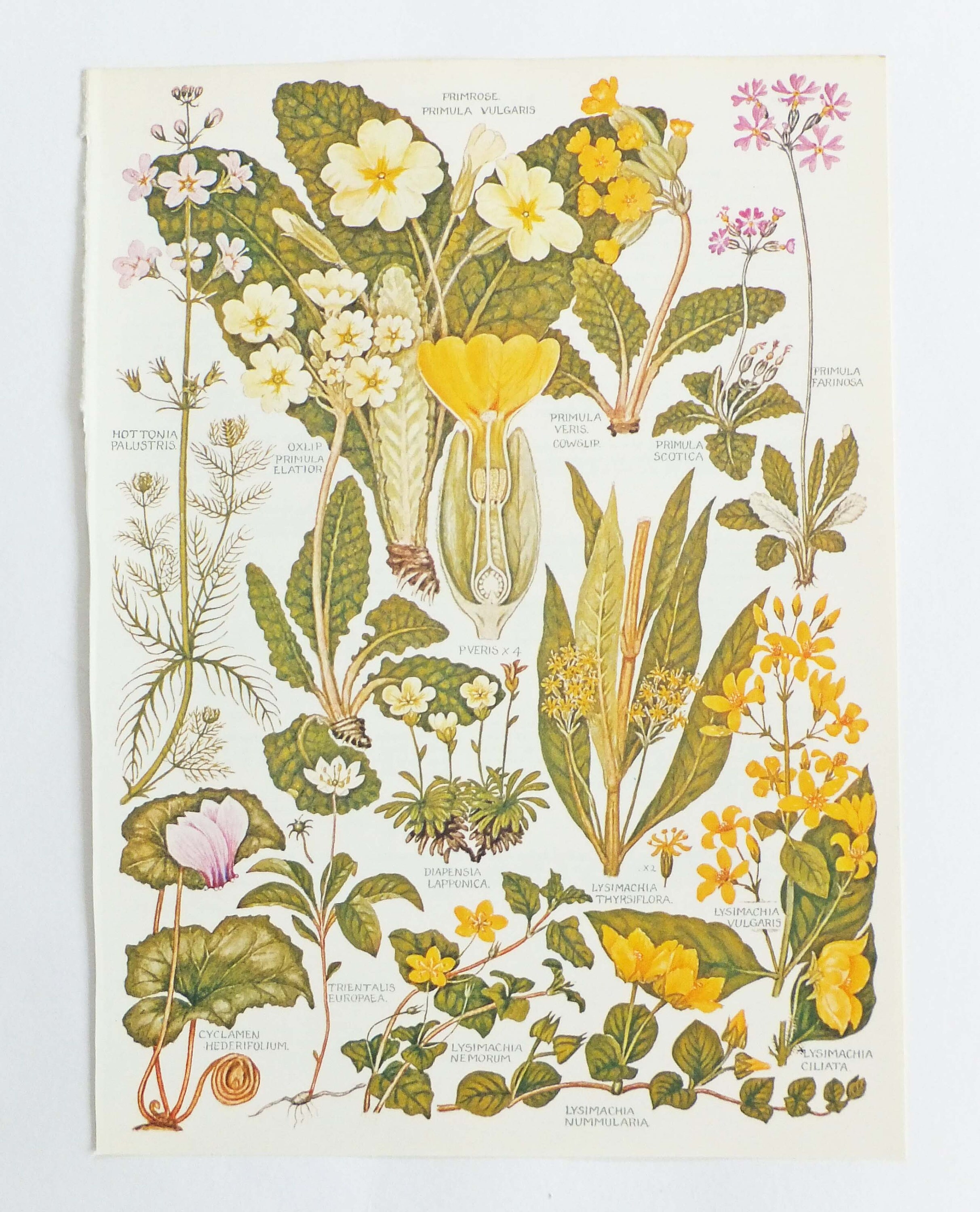 Spring flowers Primrose Primula Cyclamen Botanical