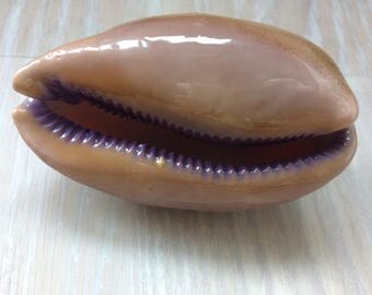 Seashell collection | Etsy