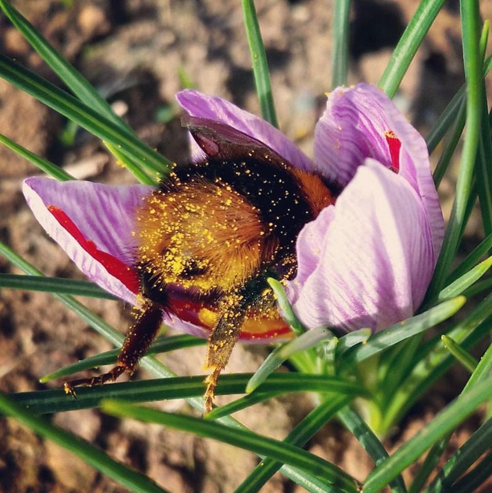 Bumble Bee Bum in Saffron Crocus Flower GREETING
