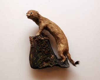 Stoat | Etsy