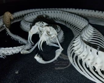 Venomous snake | Etsy