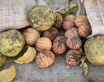 Black walnut shell | Etsy