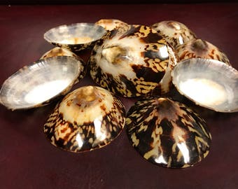 Hawaiian opihi | Etsy