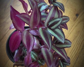 Wandering jew | Etsy