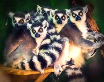 Lemur print | Etsy