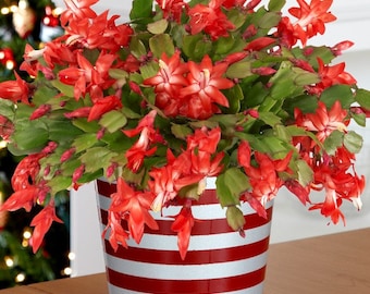 Christmas cactus | Etsy