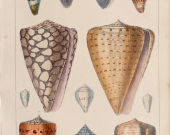 Vintage shell prints | Etsy