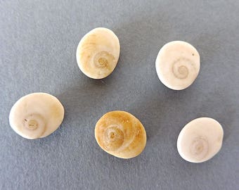 Operculum jewelry | Etsy