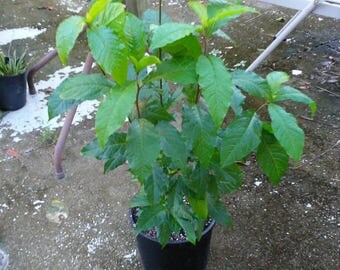 Anamu Guinea Hen Weedmucura Garlic Guinea Weed Petiveria