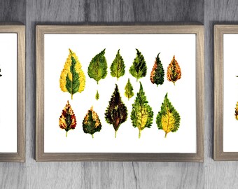 Leaf leaves | Etsy