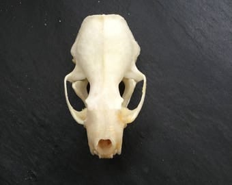 Real bone naturalMink Skull