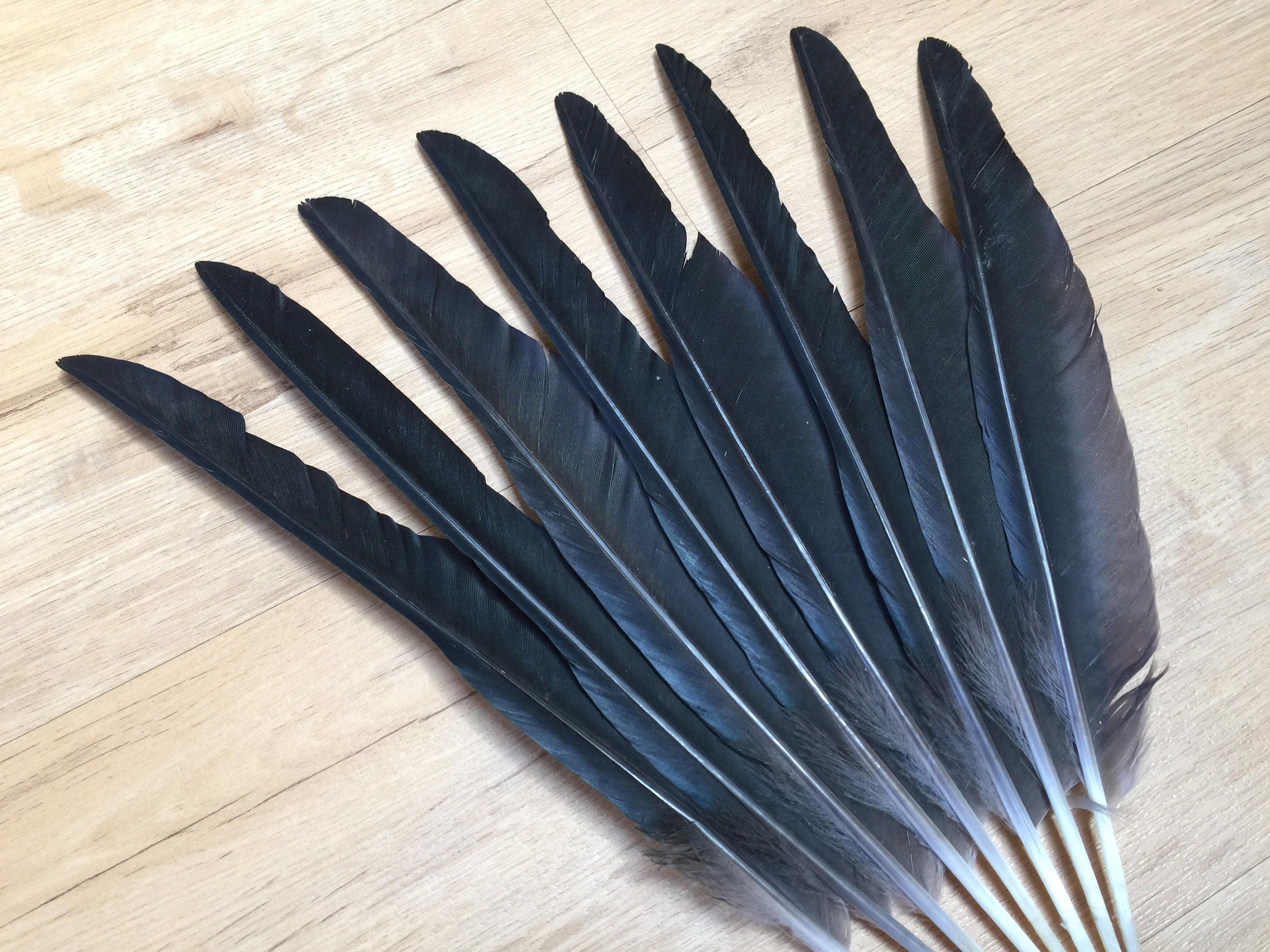 Crow Wing Feathers hooded crow primary wing pointer feathers
