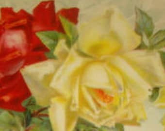 Vintage Victorian Postcard Roses from Early 1900's Instant