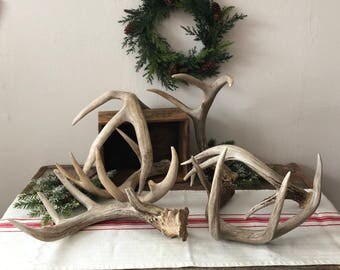 Deer antlers | Etsy
