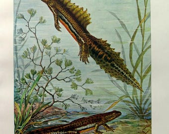 Amphibian print | Etsy