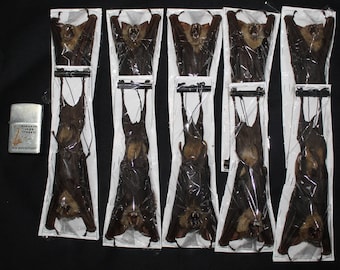 Taxidermy bat | Etsy