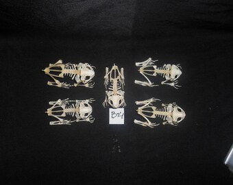 Frog skeleton | Etsy