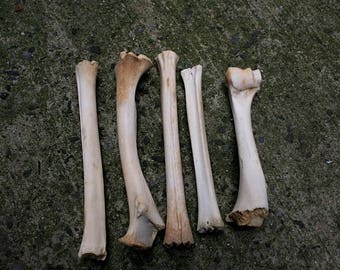 Deer leg bones | Etsy