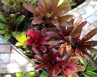 Bromeliads | Etsy