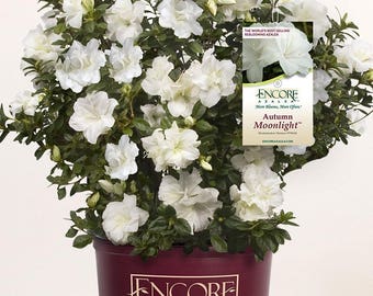 Moonlight gardens | Etsy