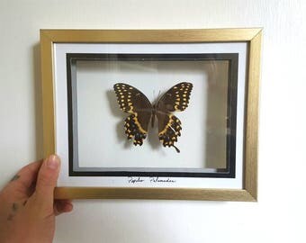 Insect Art Real Butterfly Shadow Box with Peacock Swallowtail