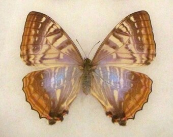 Real Framed Butterfly Pearl Morpho Morpho sulkowski